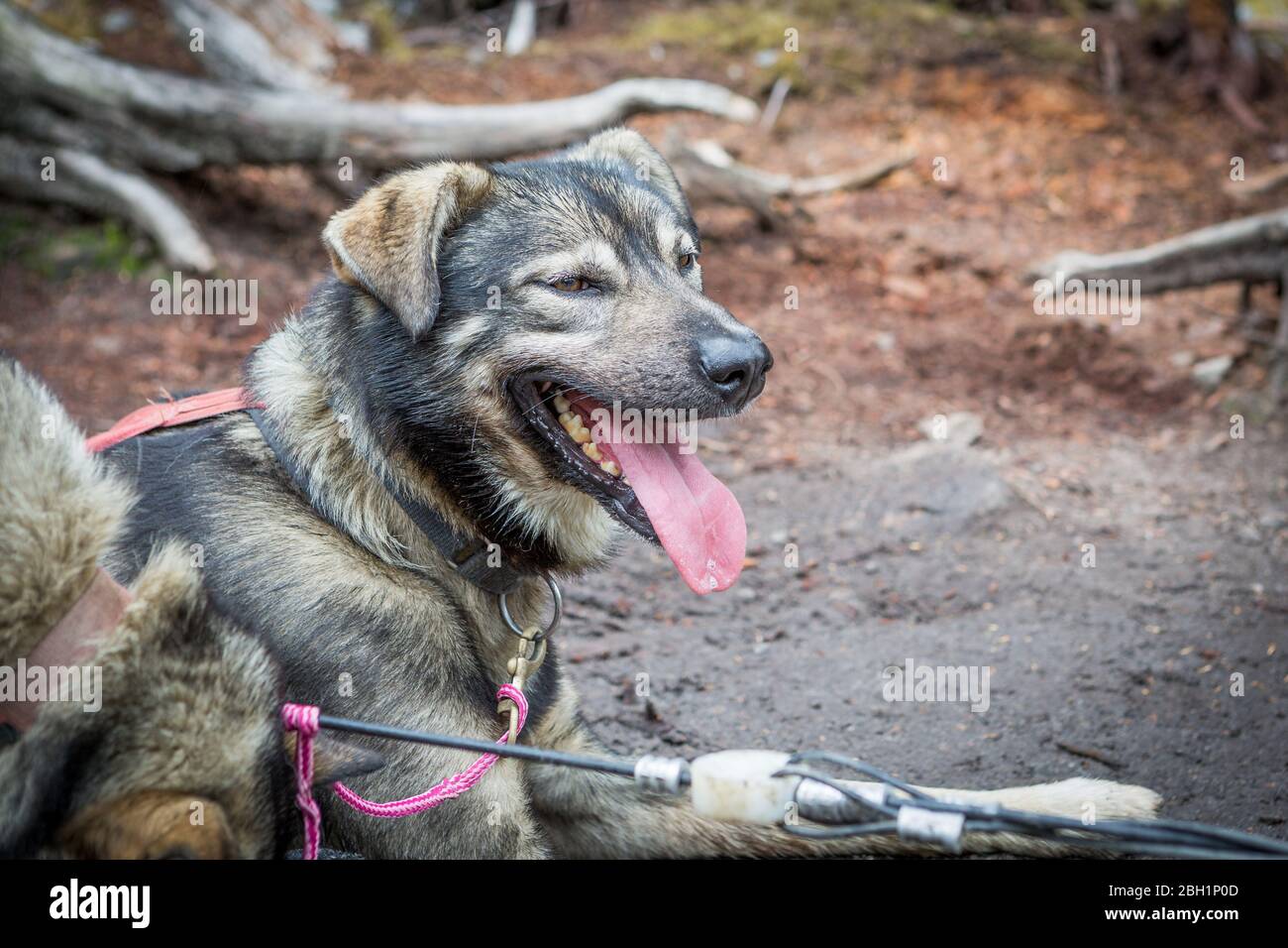 Skagway alaska dog hi-res stock photography and images - Alamy