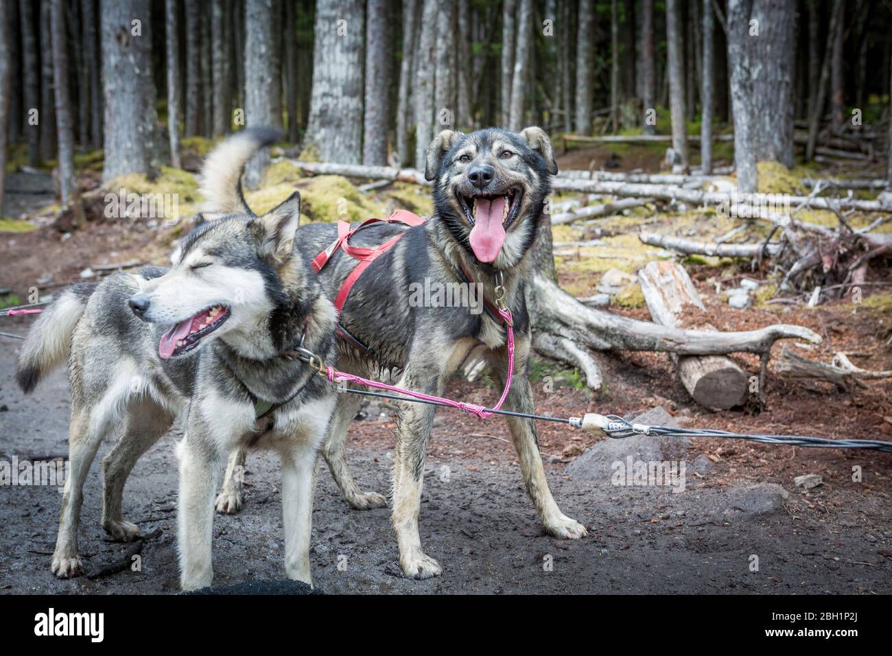 Skagway alaska dog hi-res stock photography and images - Alamy