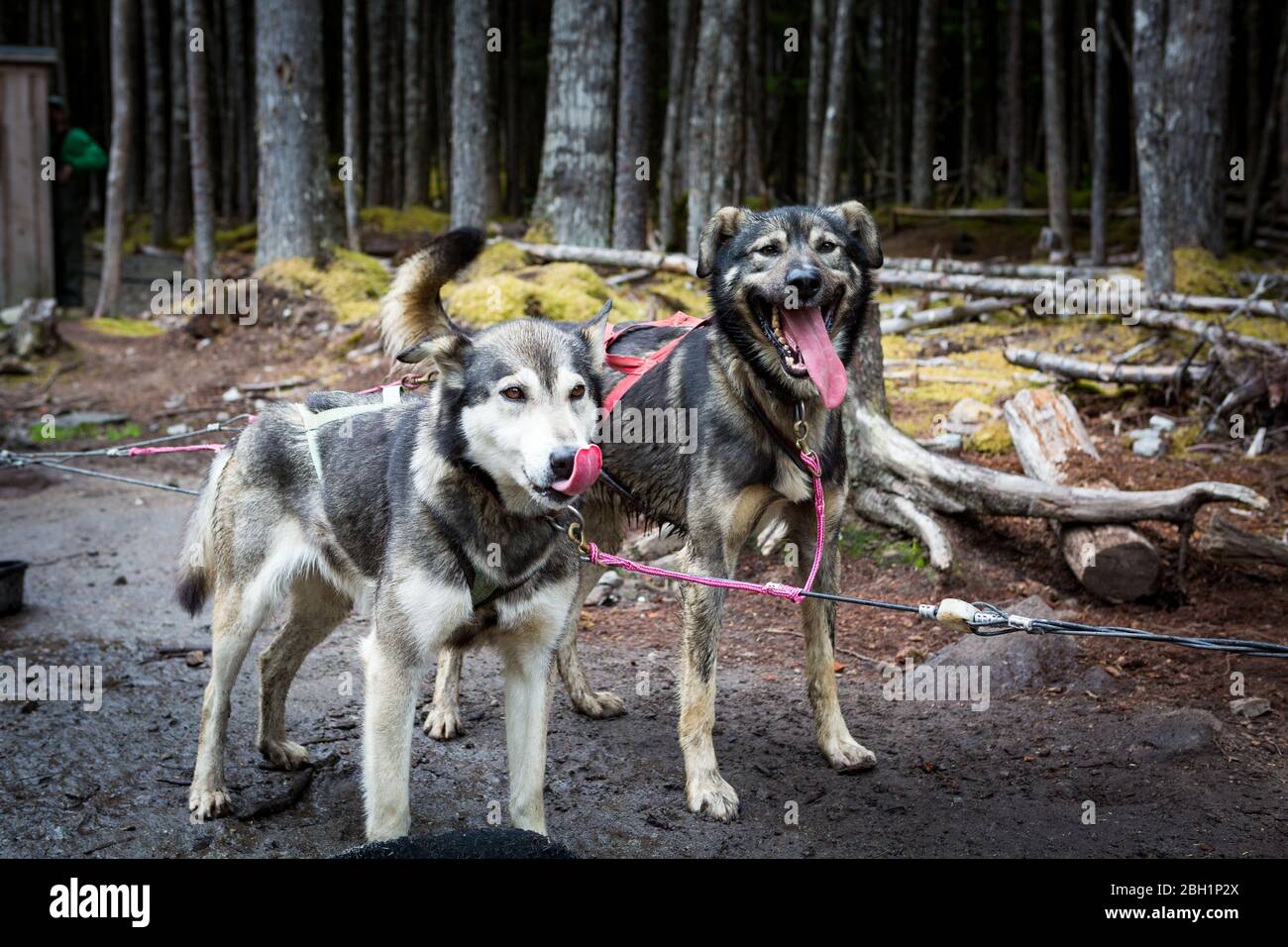 Alaskan Huskies in Skagway, Alaska Stock Photo - Alamy