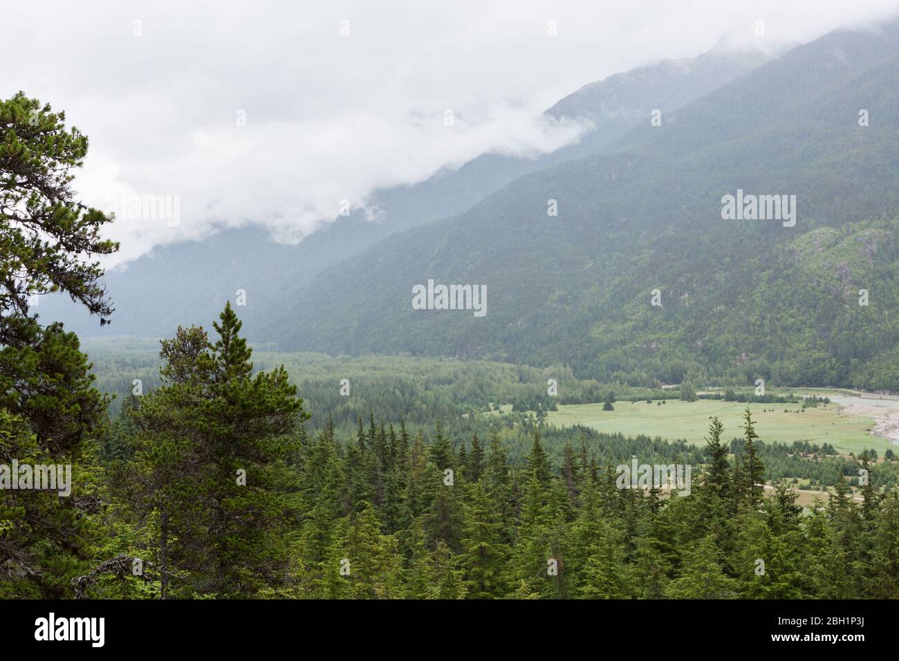 Alaskan Forests and mountains covered in mist in Alaska, USA Stock ...