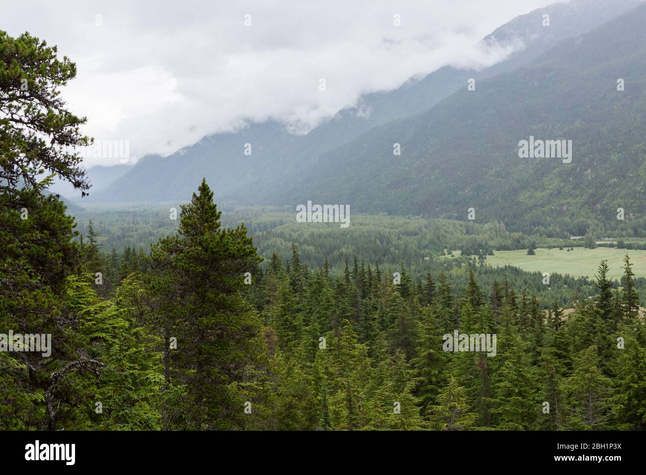Alaskan pine hi-res stock photography and images - Alamy