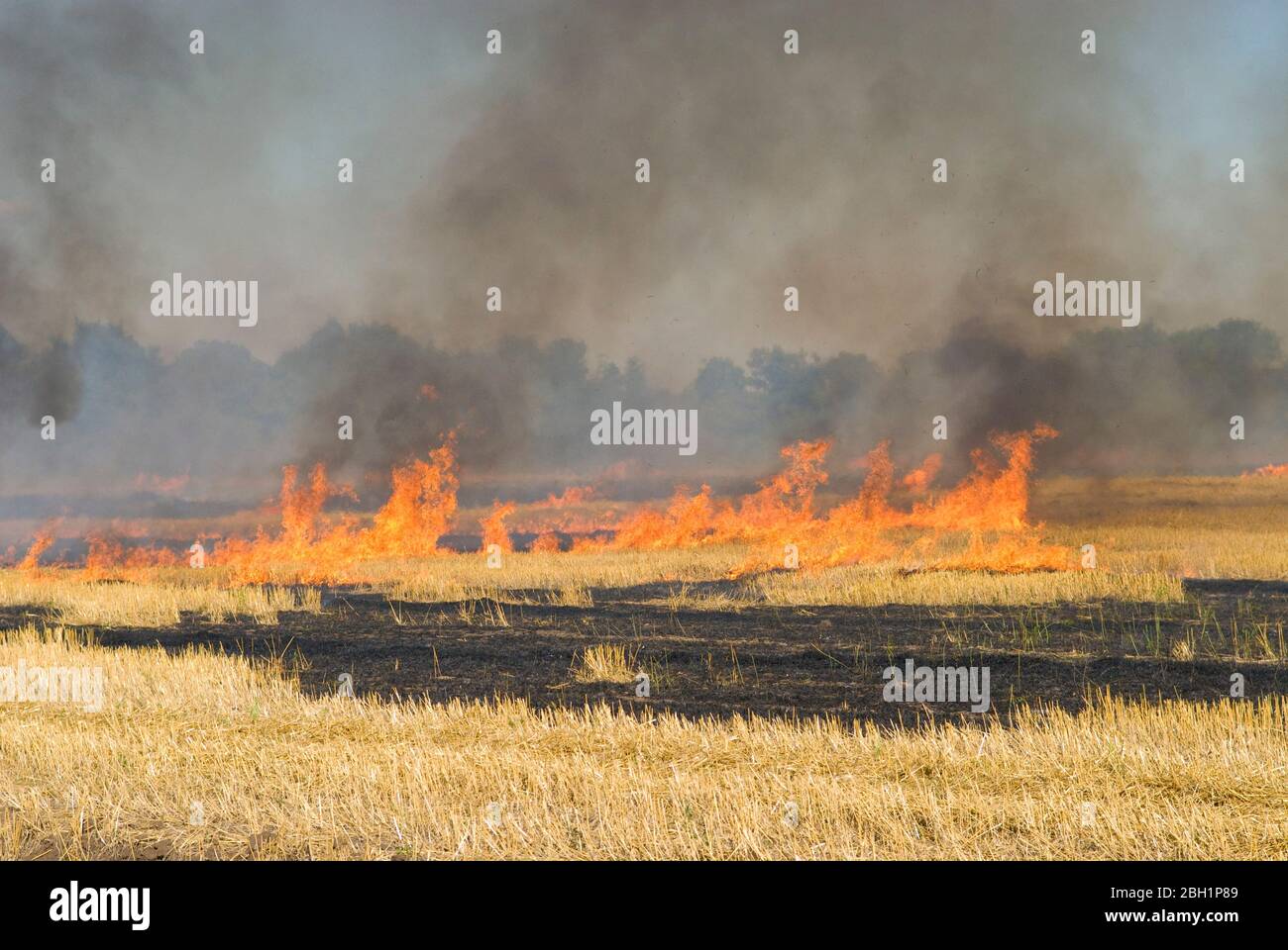 Fire on the field. Disaster Stock Photo - Alamy