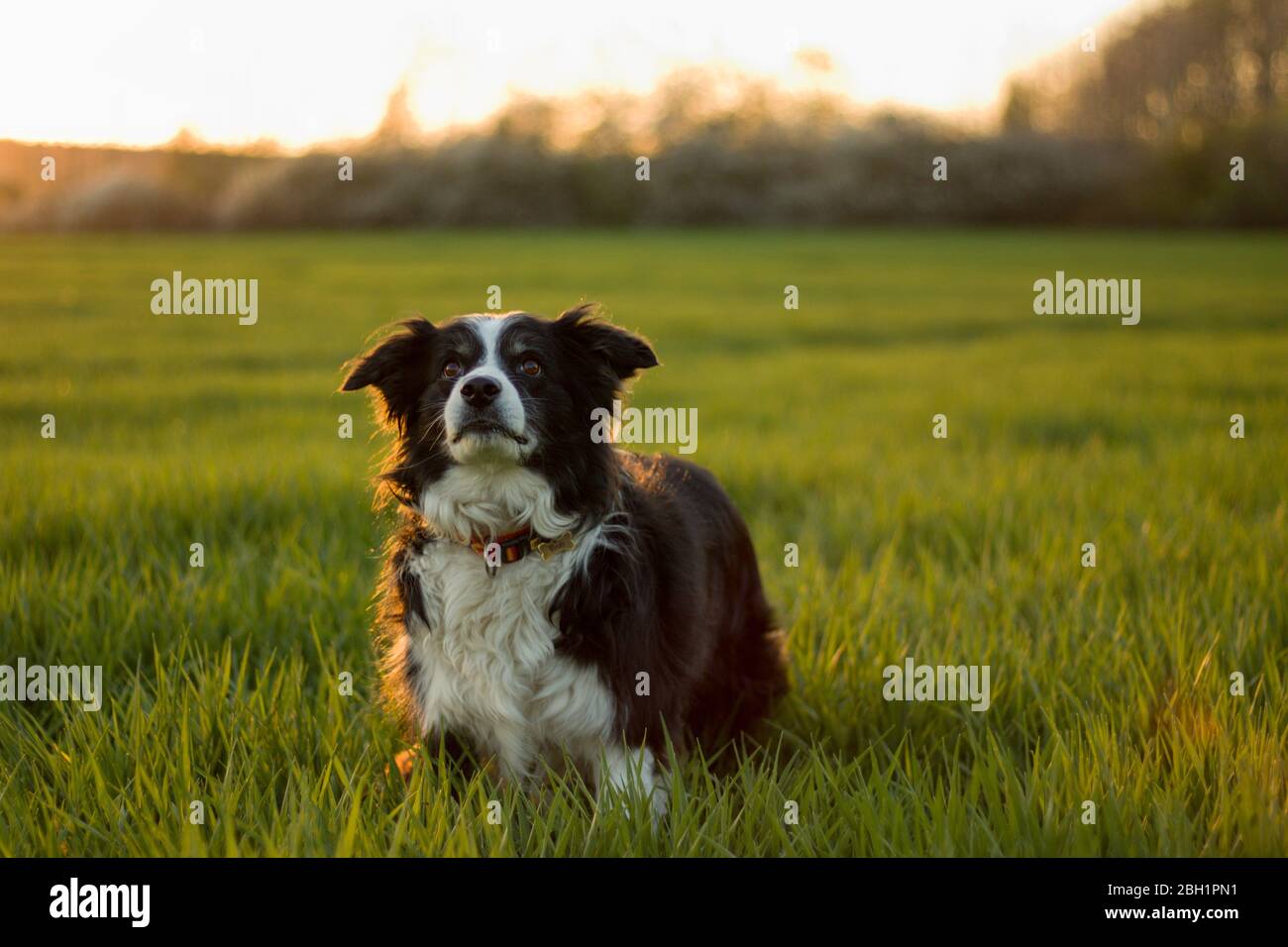 dog- border collie on a spring meadow Stock Photo - Alamy