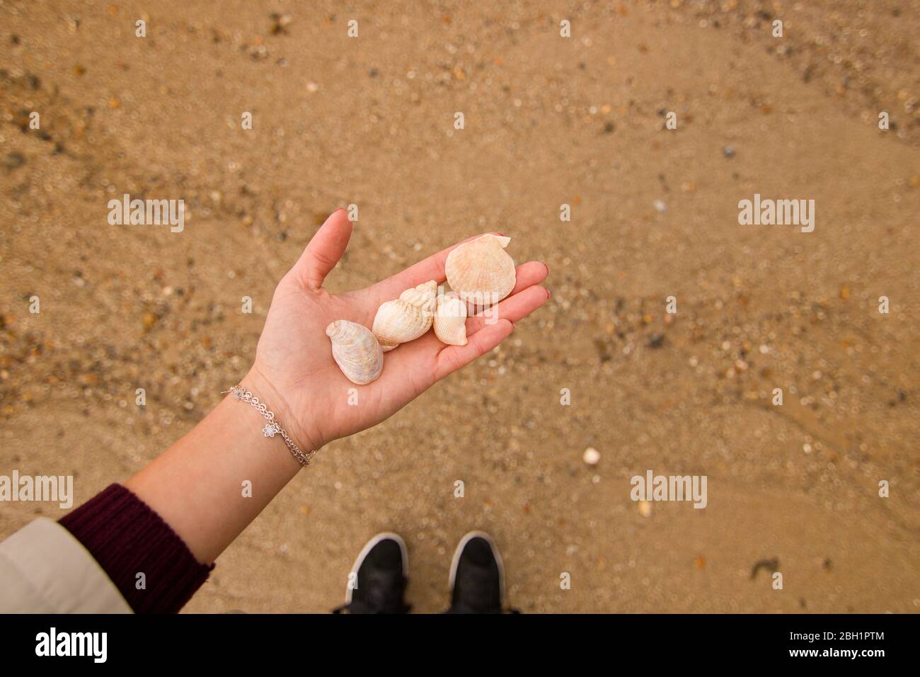 Hands holding shells beach hi-res stock photography and images - Alamy