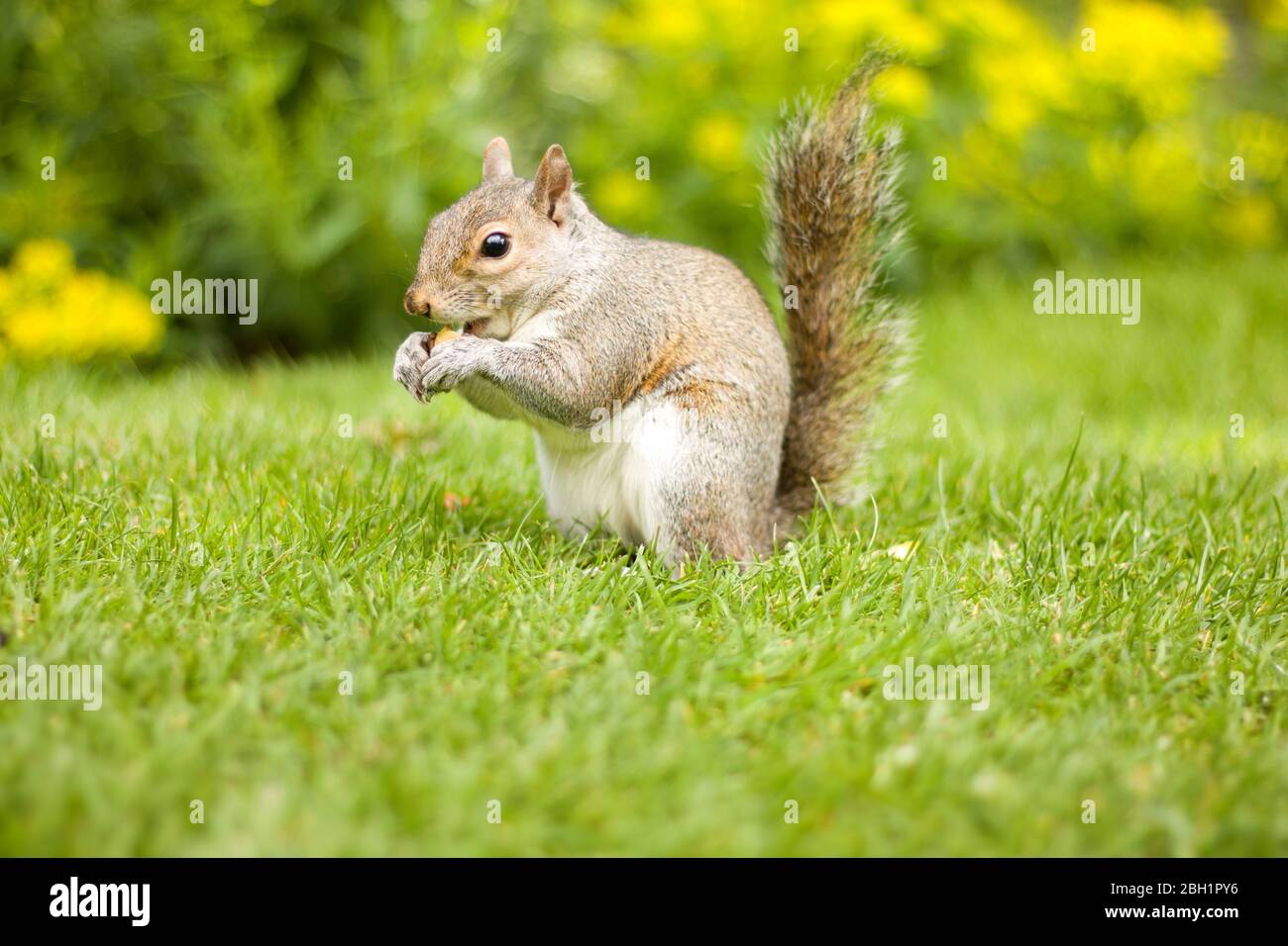 Grey squirrel eating and flowers hi-res stock photography and images ...