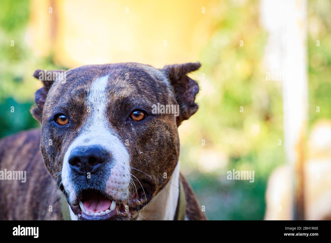 Muzzle of a large evil guard dog with large teeth close-up. The open ...