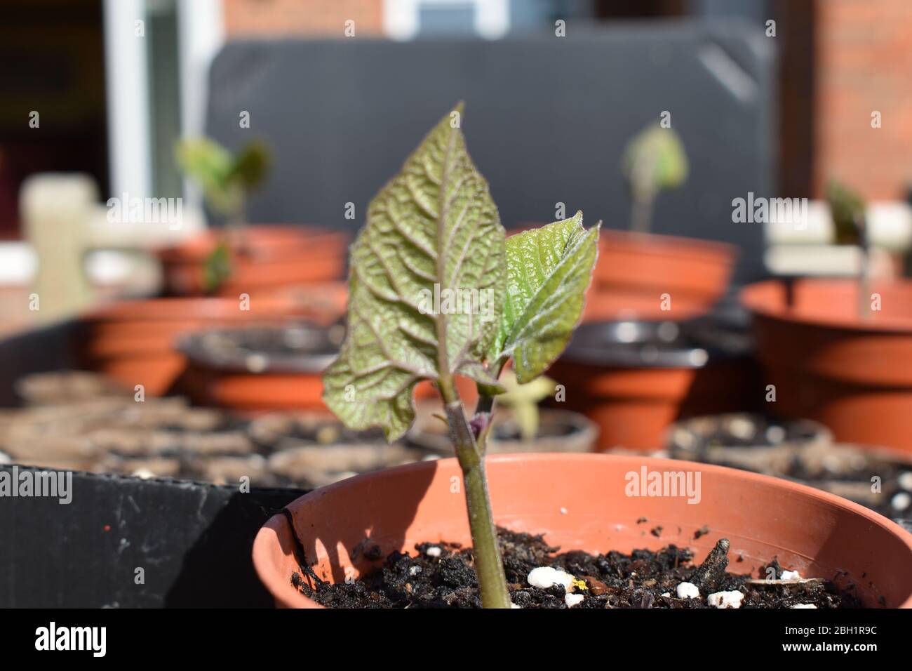 Runner bean seedling hi-res stock photography and images - Alamy