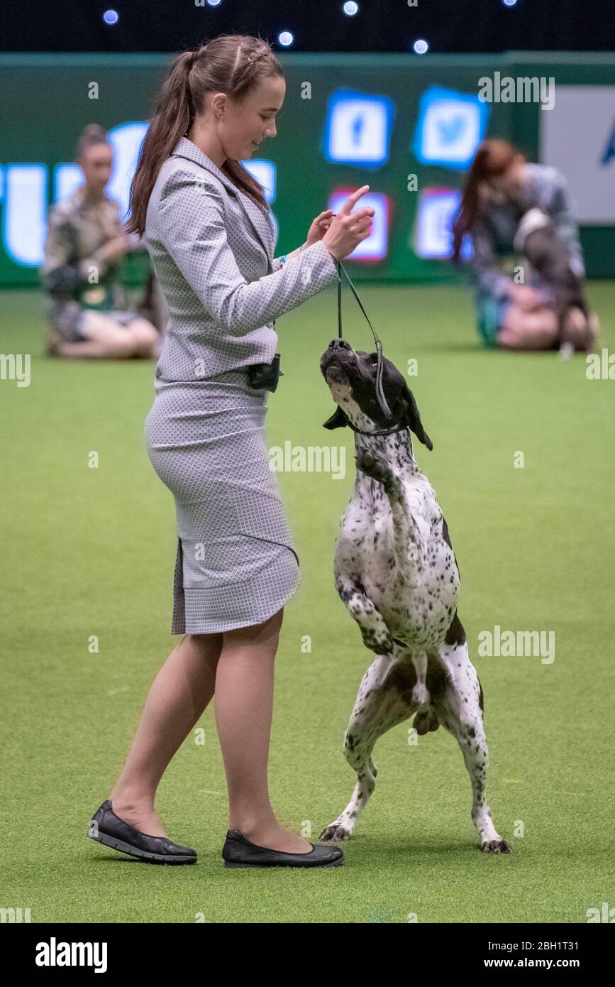 Crufts 2020: Day 3 of the Crufts dog show at the NEC in Birmingham, UK ...