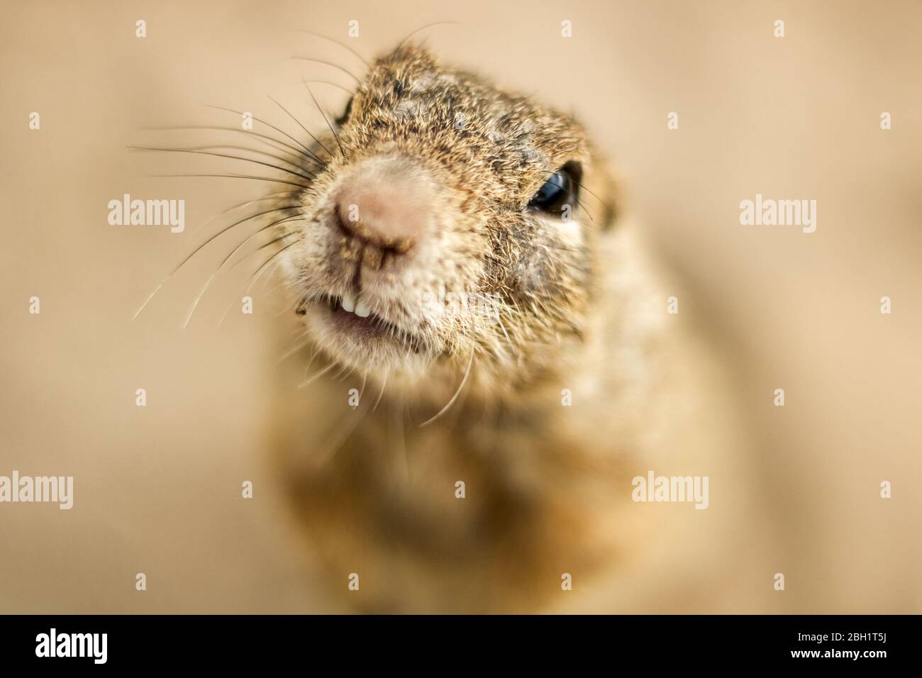 The Ground Squirrel on biege sand. animals Stock Photo - Alamy