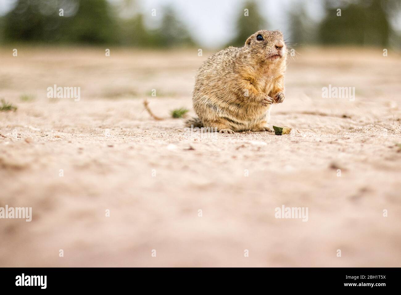The Ground Squirrel on biege sand. animals Stock Photo - Alamy