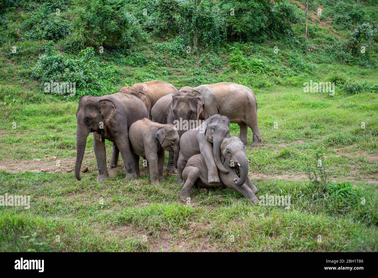 The Elephant Conservation Center is the only organization in Laos who ...