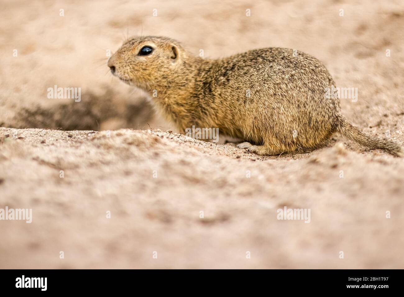 The Ground Squirrel on biege sand. animals Stock Photo - Alamy