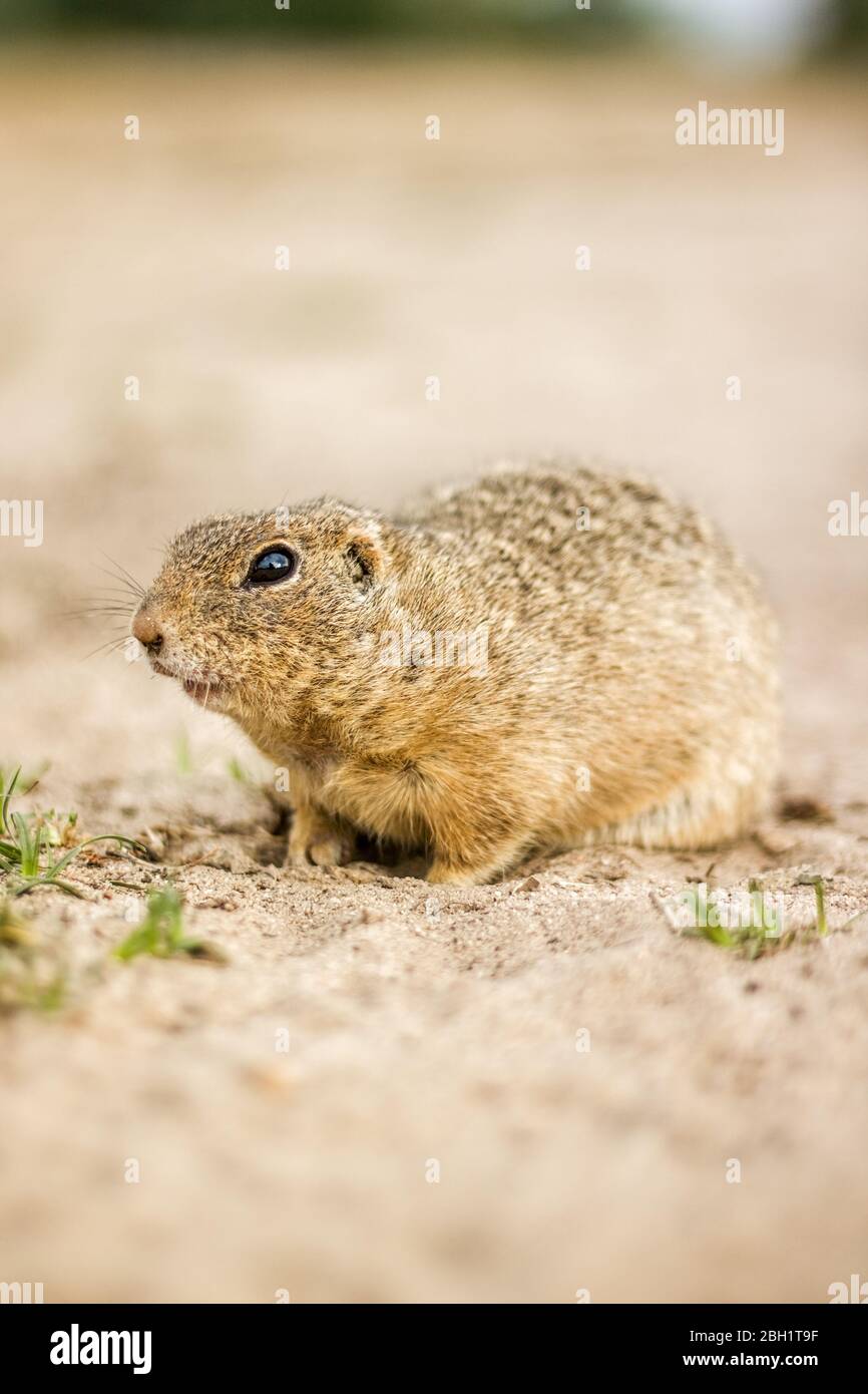 The Ground Squirrel on biege sand. animals Stock Photo - Alamy
