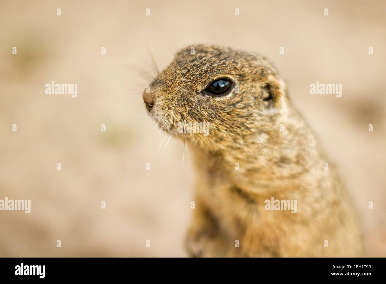 The Ground Squirrel on biege sand. animals Stock Photo - Alamy