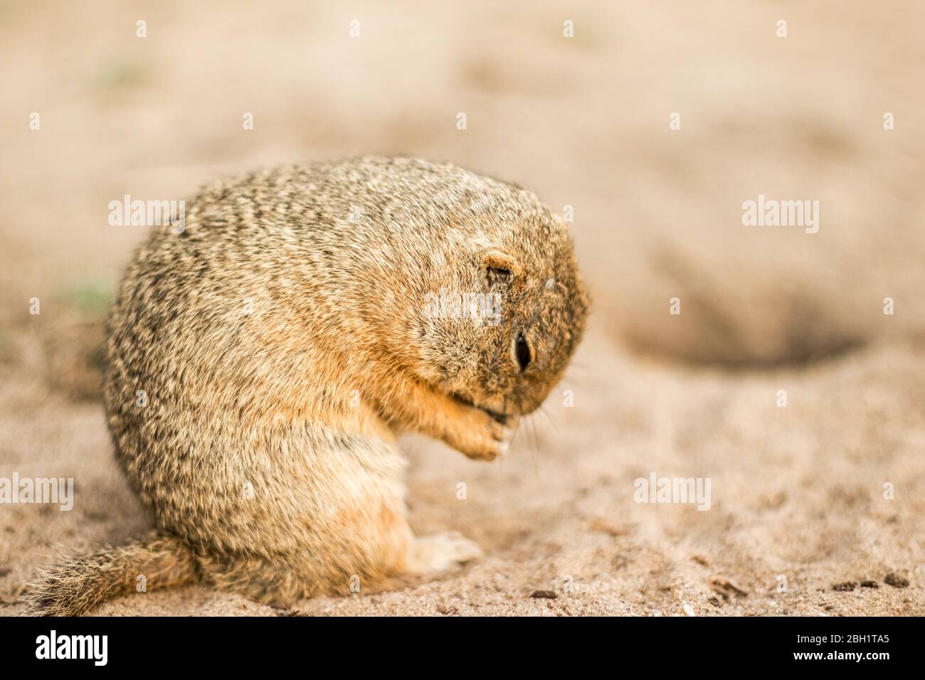 The Ground Squirrel on biege sand. animals Stock Photo - Alamy