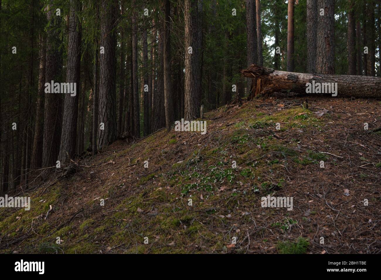 Detail. Rotten at the root of a pine tree felled by a strong wind in ...