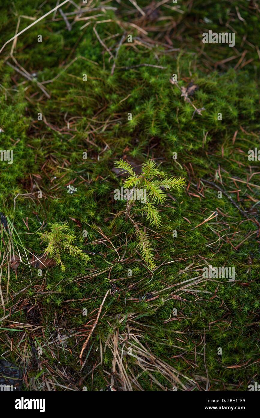 Spring shoots. Small fir trees on a background of moss Stock Photo - Alamy