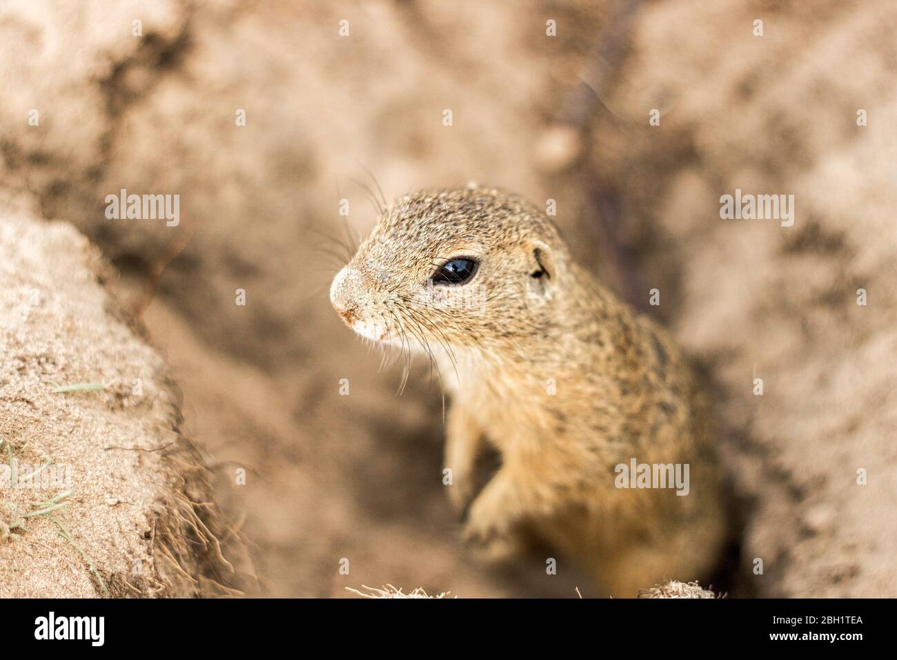 The Ground Squirrel on biege sand. animals Stock Photo - Alamy