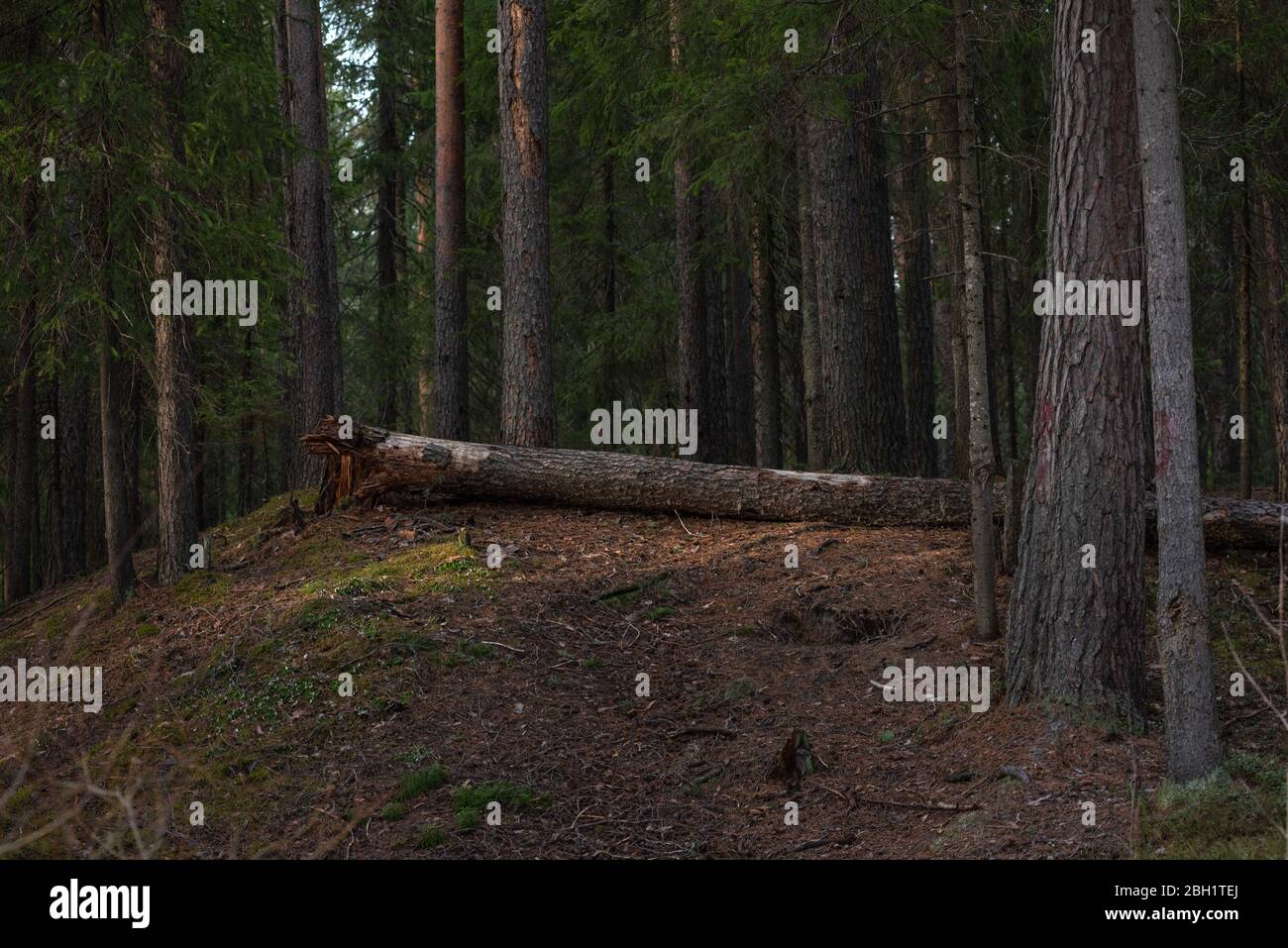 Detail. Rotten at the root of a pine tree felled by a strong wind in ...