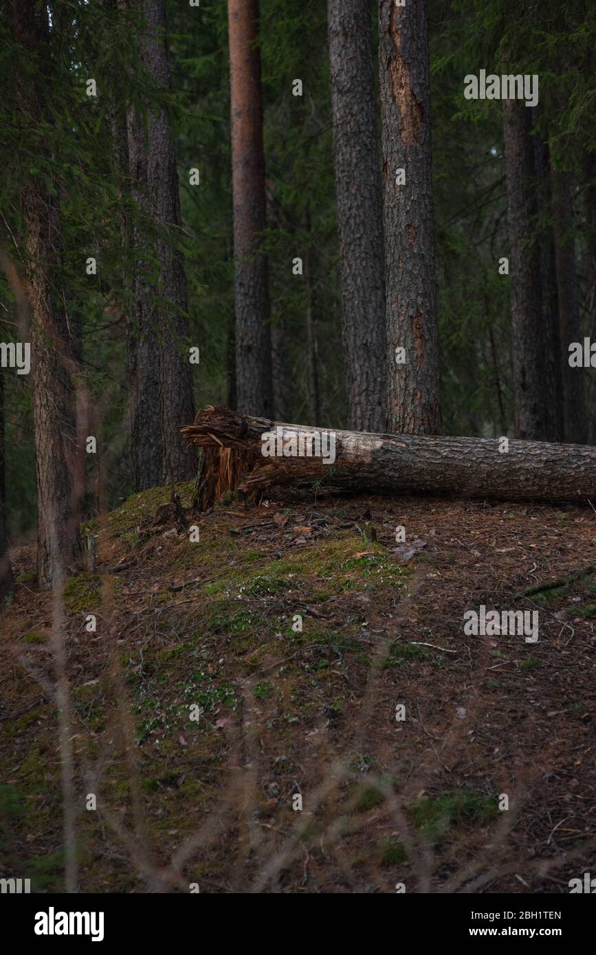 Detail. Rotten at the root of a pine tree felled by a strong wind in ...
