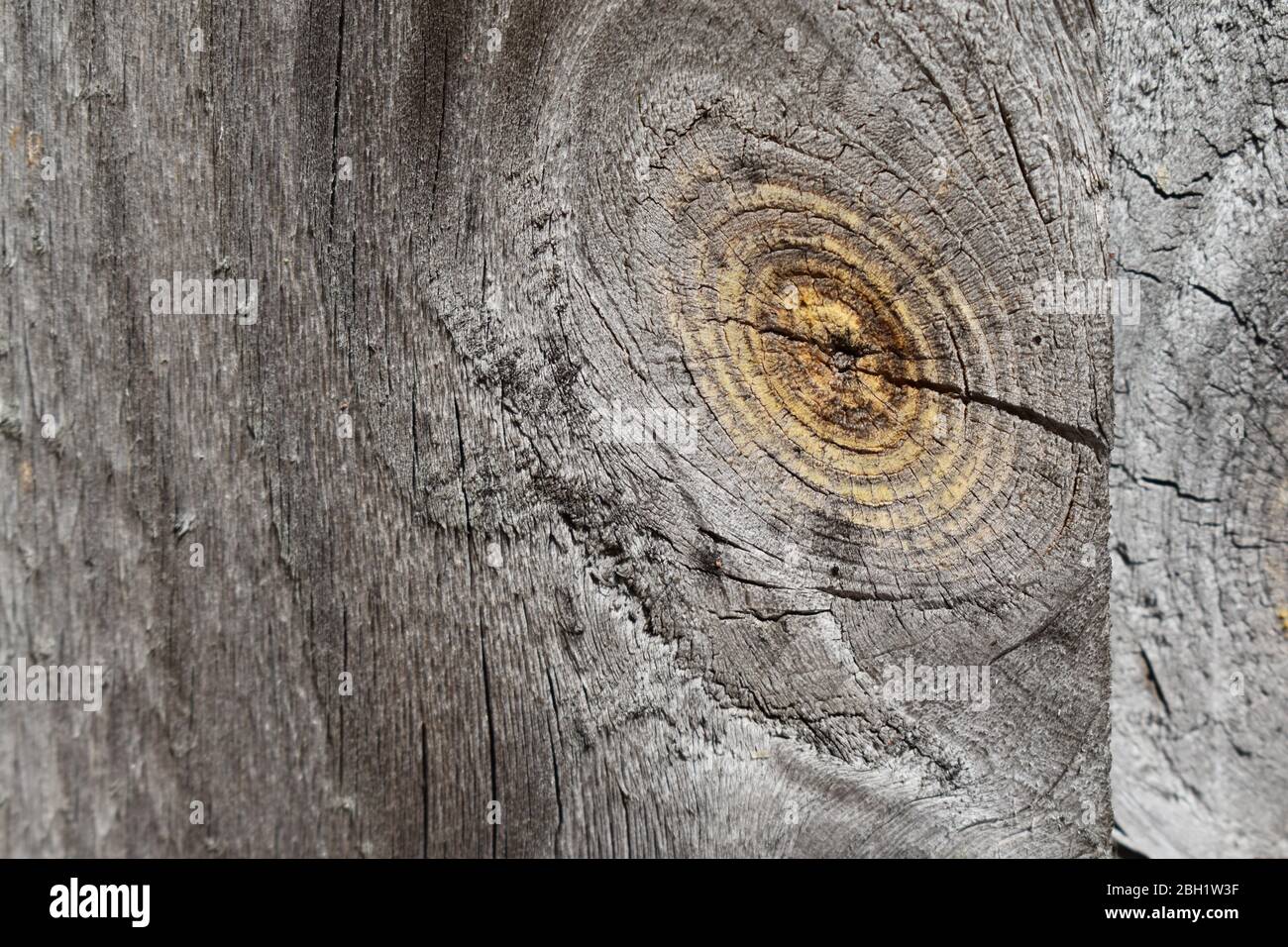 Tree knot hi-res stock photography and images - Alamy
