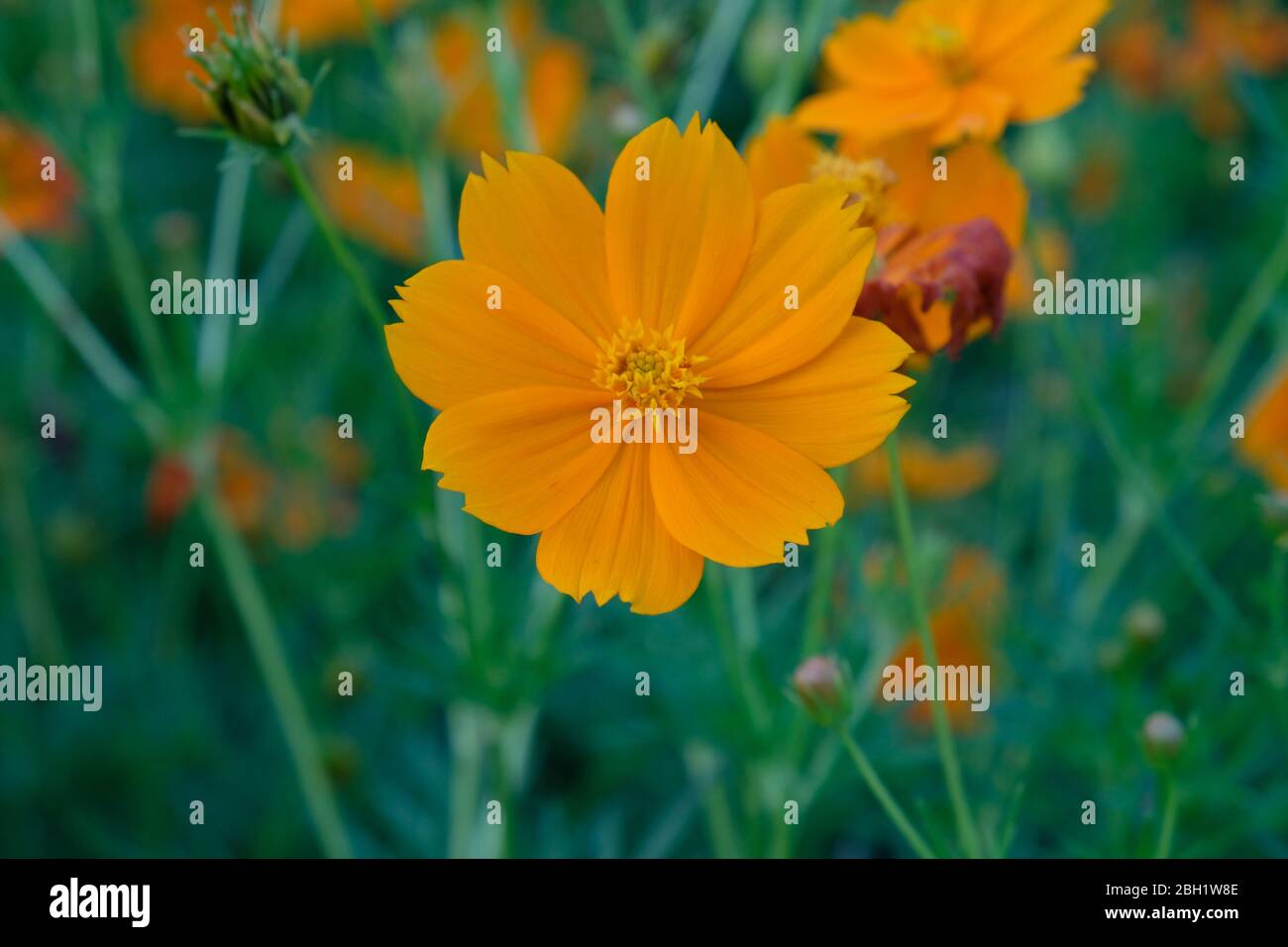 Cosmos sulphureus is also known as sulfur cosmos and yellow cosmos ...