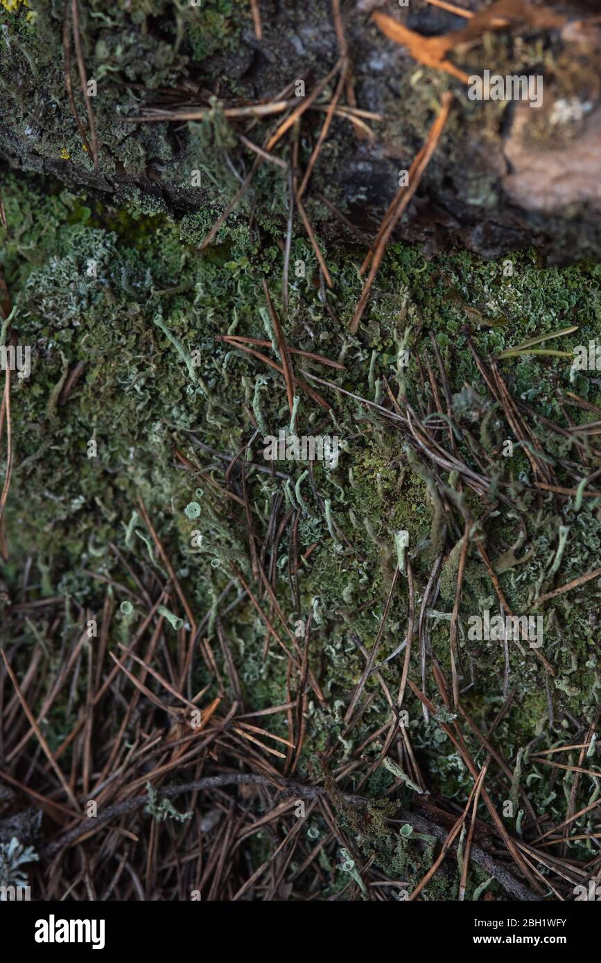 Lichen fungi under microscope hi-res stock photography and images - Alamy