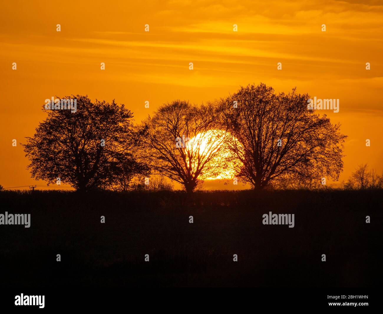Large golden sun hangs in a row of trees in the distance in early ...