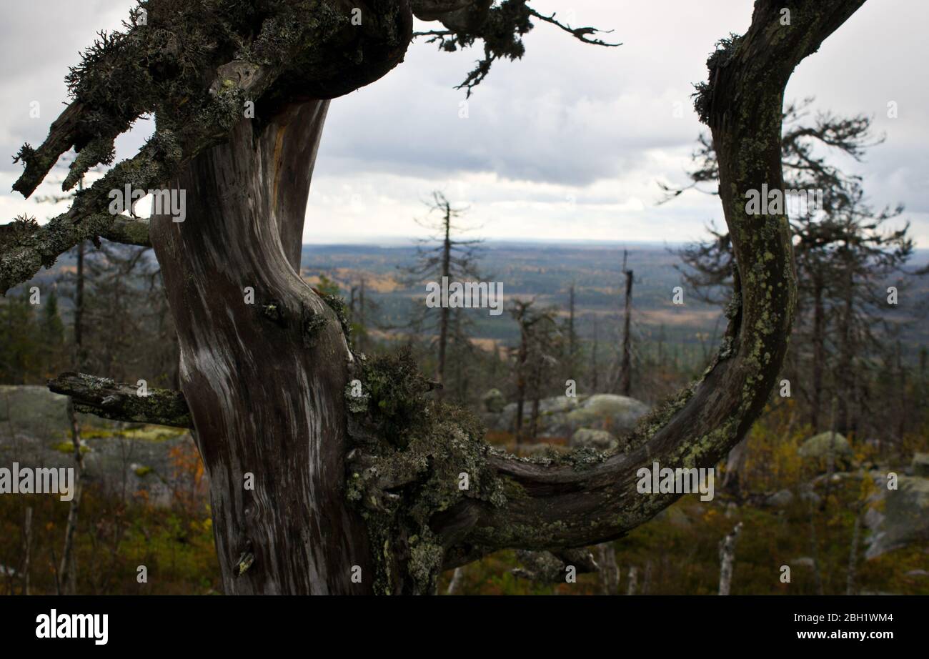 Mangled by nature hi-res stock photography and images - Alamy
