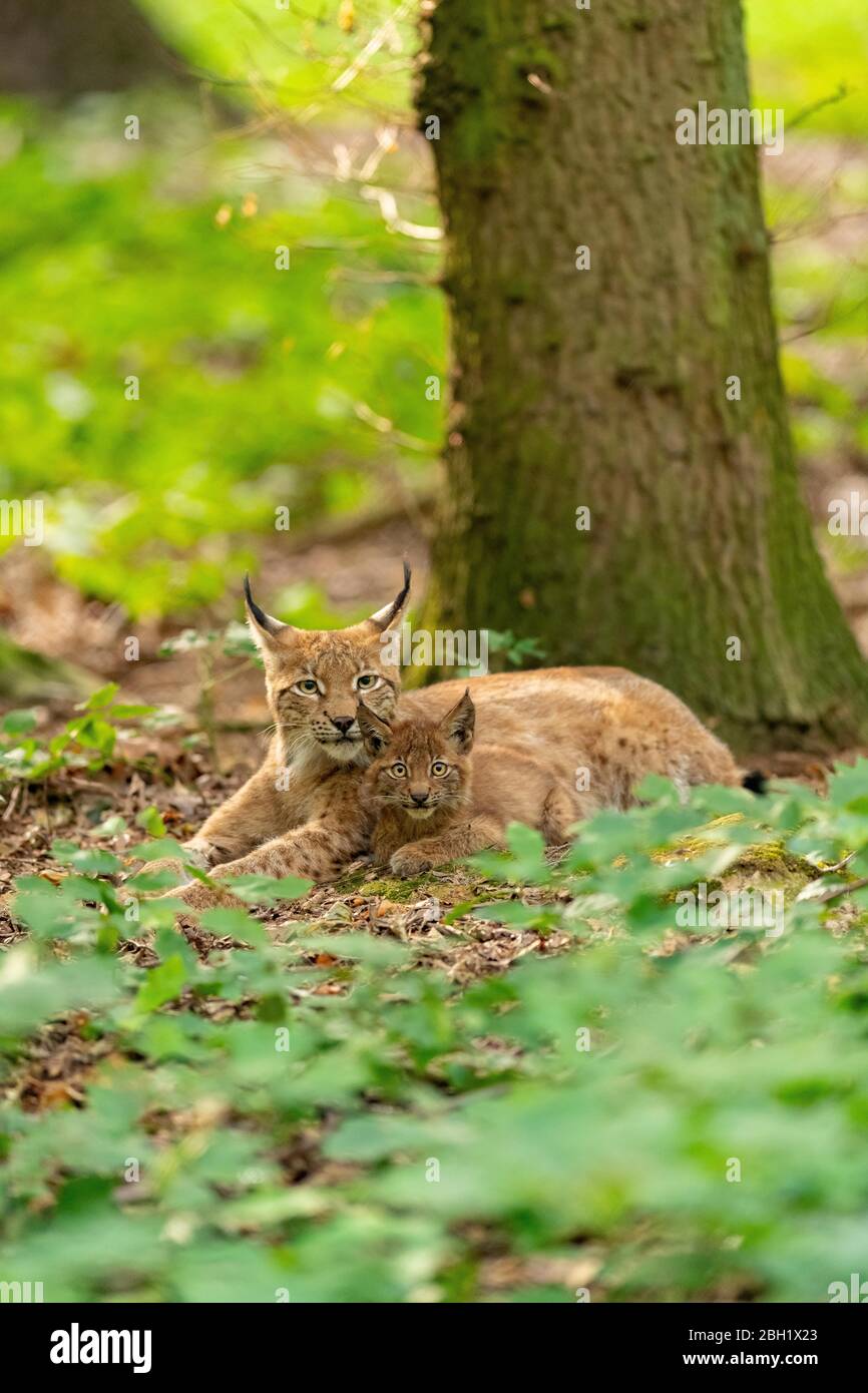 Eurasian lynx (Lynx lynx), mother and young animal lying in the foliage ...
