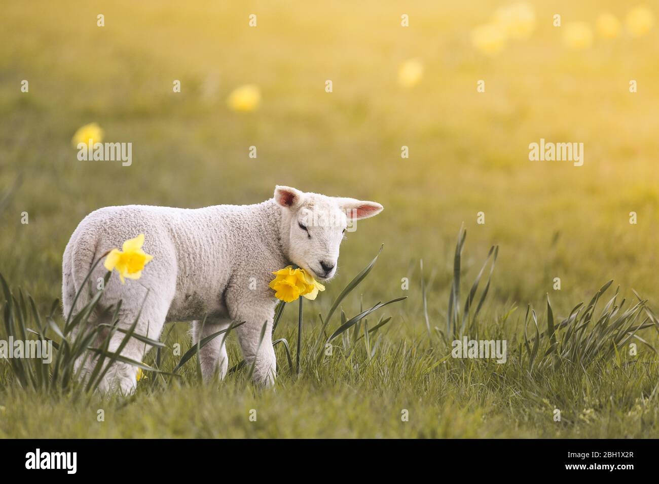 Domestic sheep, lamb and yellow daffodils on the meadow, Texel ...