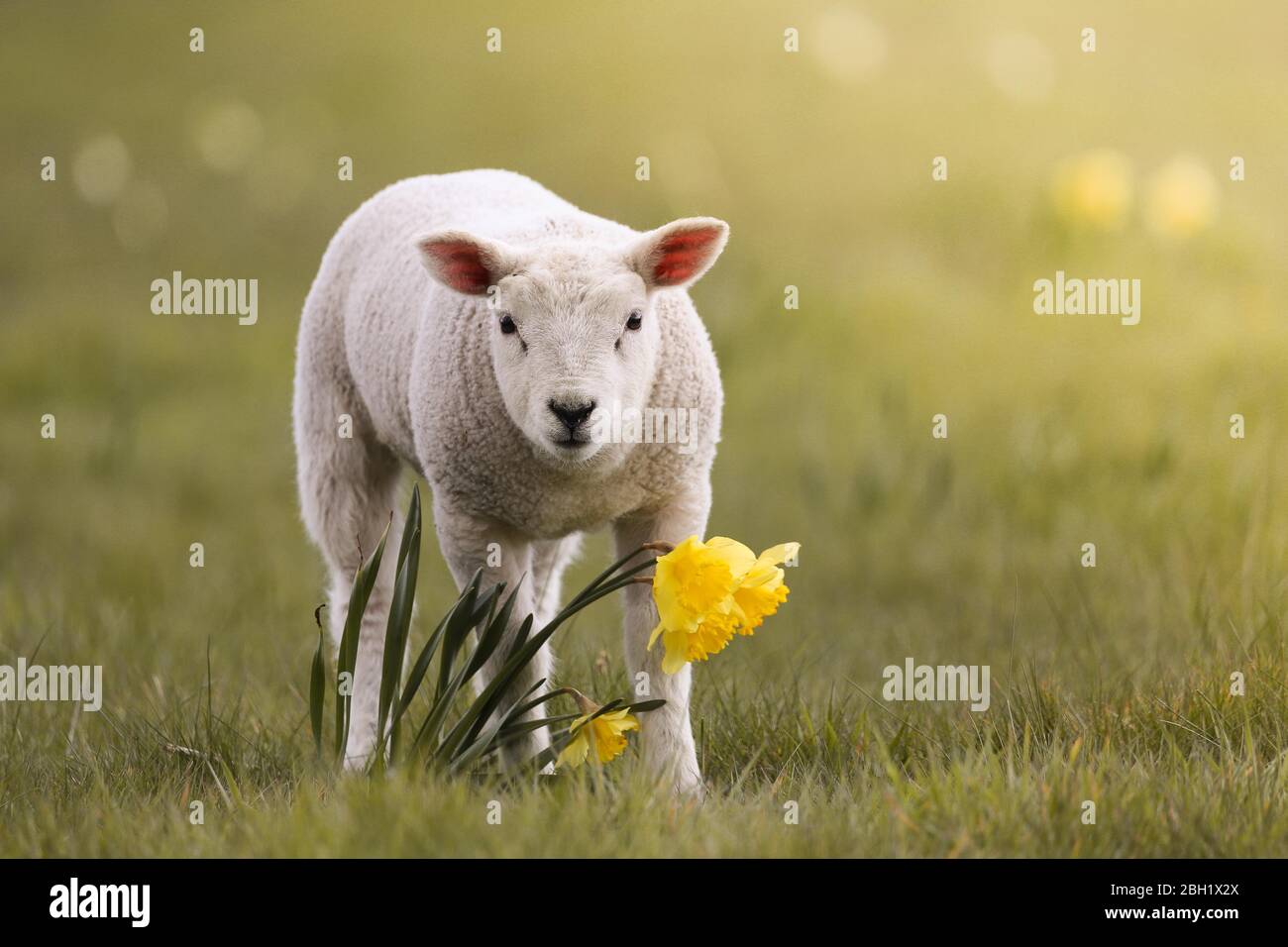 Lamb daffodils hi-res stock photography and images - Alamy