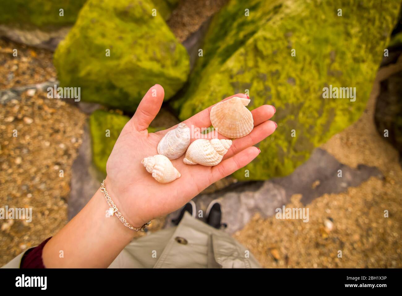Womans hands with shells on the beach Stock Photo - Alamy