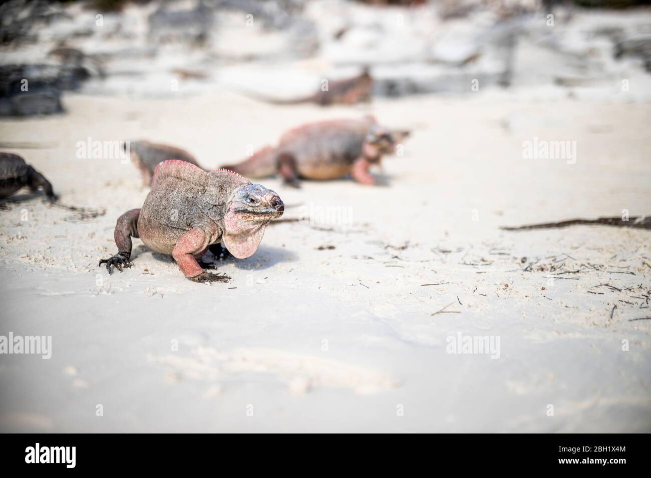 Iguanas on beach on Allen Cay, Bahamas, Caribbean Stock Photo - Alamy