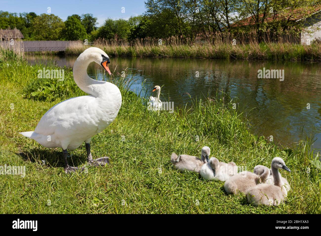 Mute swans (Cygnus olor), animal family, alto-animals with swan chicks ...