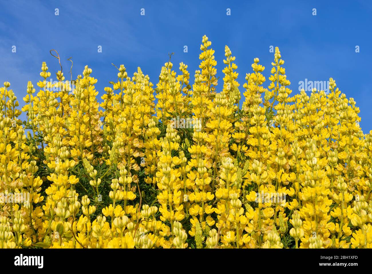 New Zealand, Yellow bush lupine in bloom (Lupinus arboreus Stock Photo ...