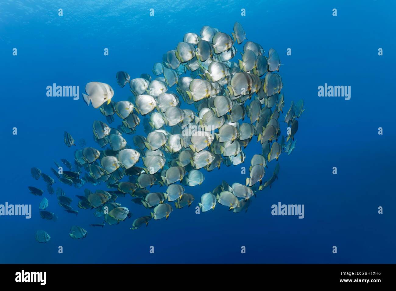 Large school of fish Orbicular batfish (Platax orbicularis), in blue ...