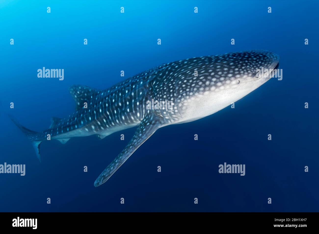 Whale shark in the philippines hi-res stock photography and images - Alamy