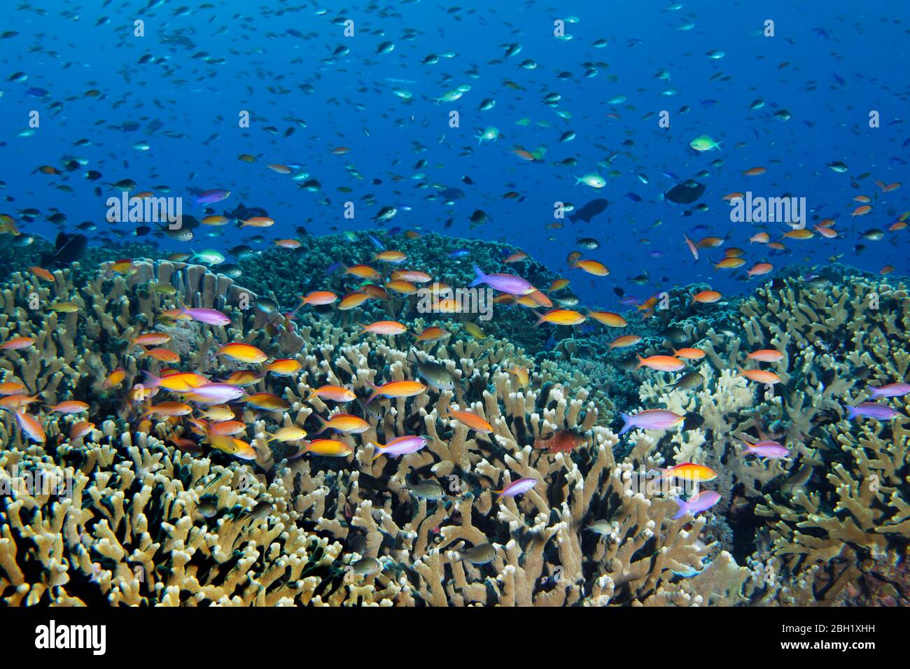 Fish shoal of different Anthias (Anthiadinae) swimming over coral reef ...
