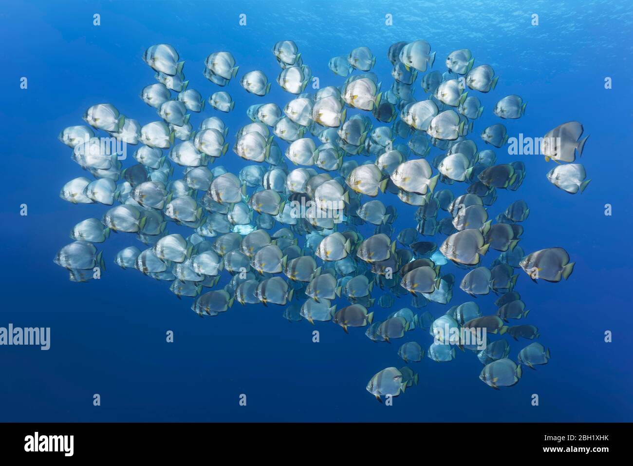 Large school of fish Orbicular batfish (Platax orbicularis), in blue ...