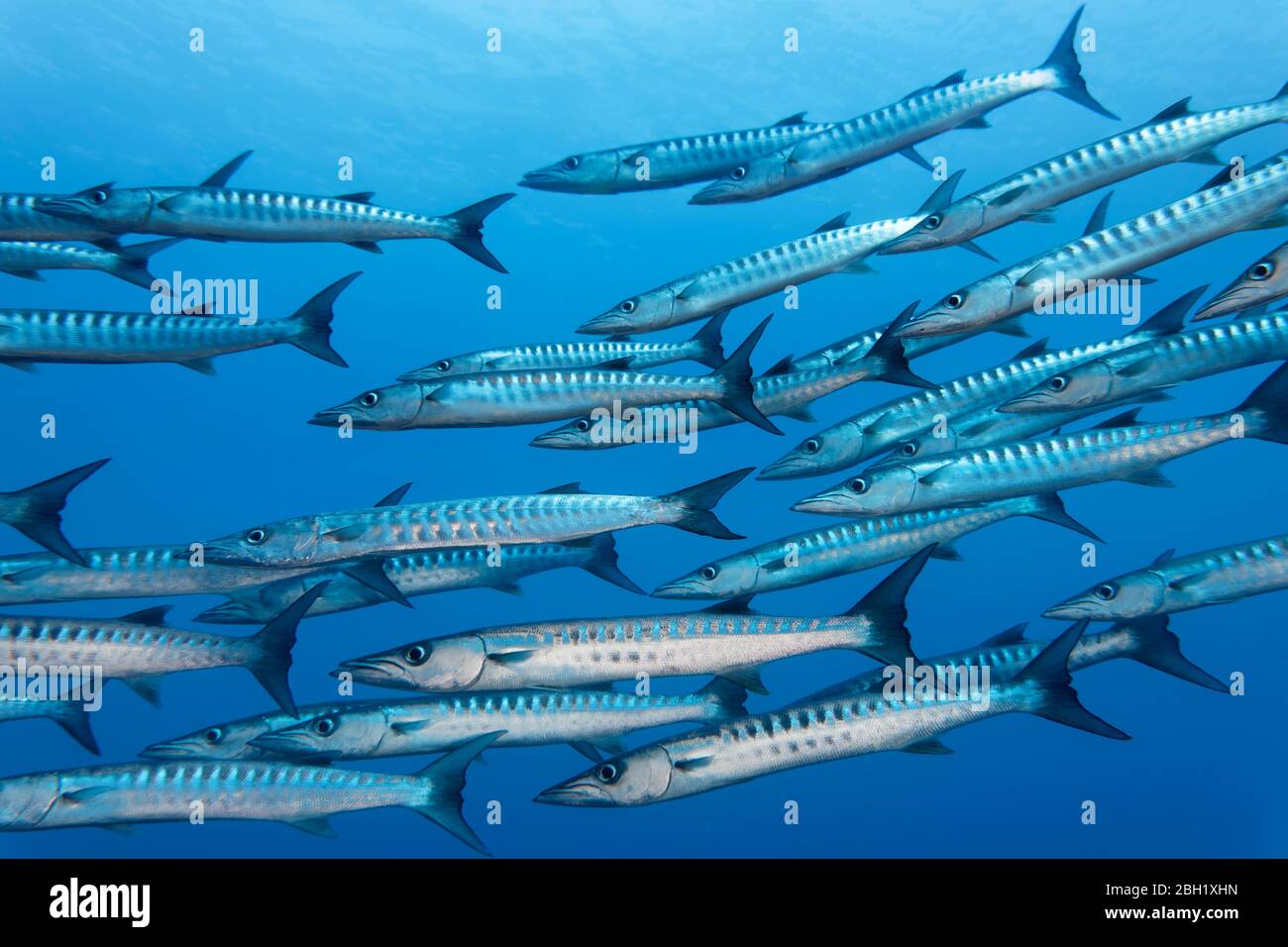 Swarm of fish Blackfin barracuda (Sphyraena qenie), swimming in blue ...