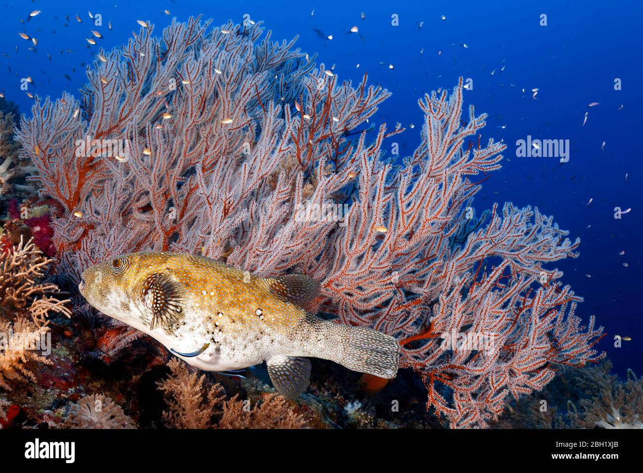 National Marine Park Tubbataha