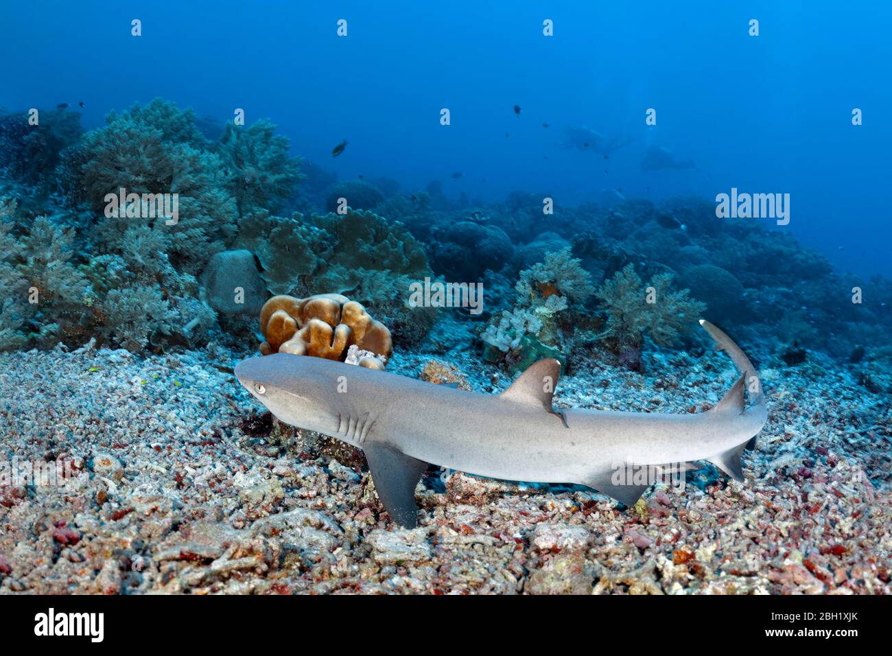 Triaenodon obesus dead hi-res stock photography and images - Alamy