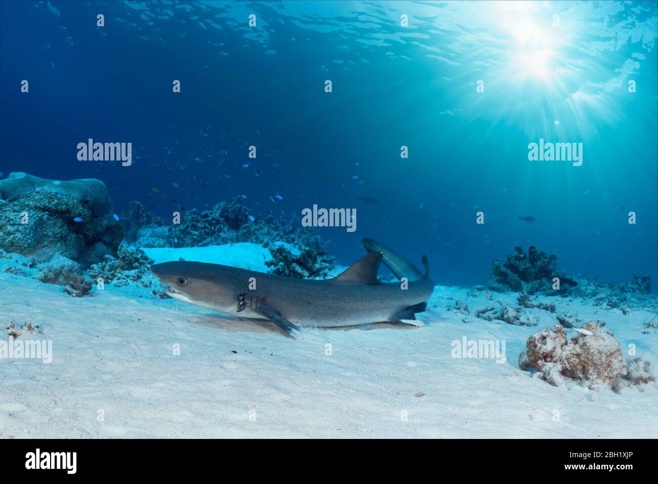 Whitetip reef shark (Triaenodon obesus) starts from sandy bottom ...