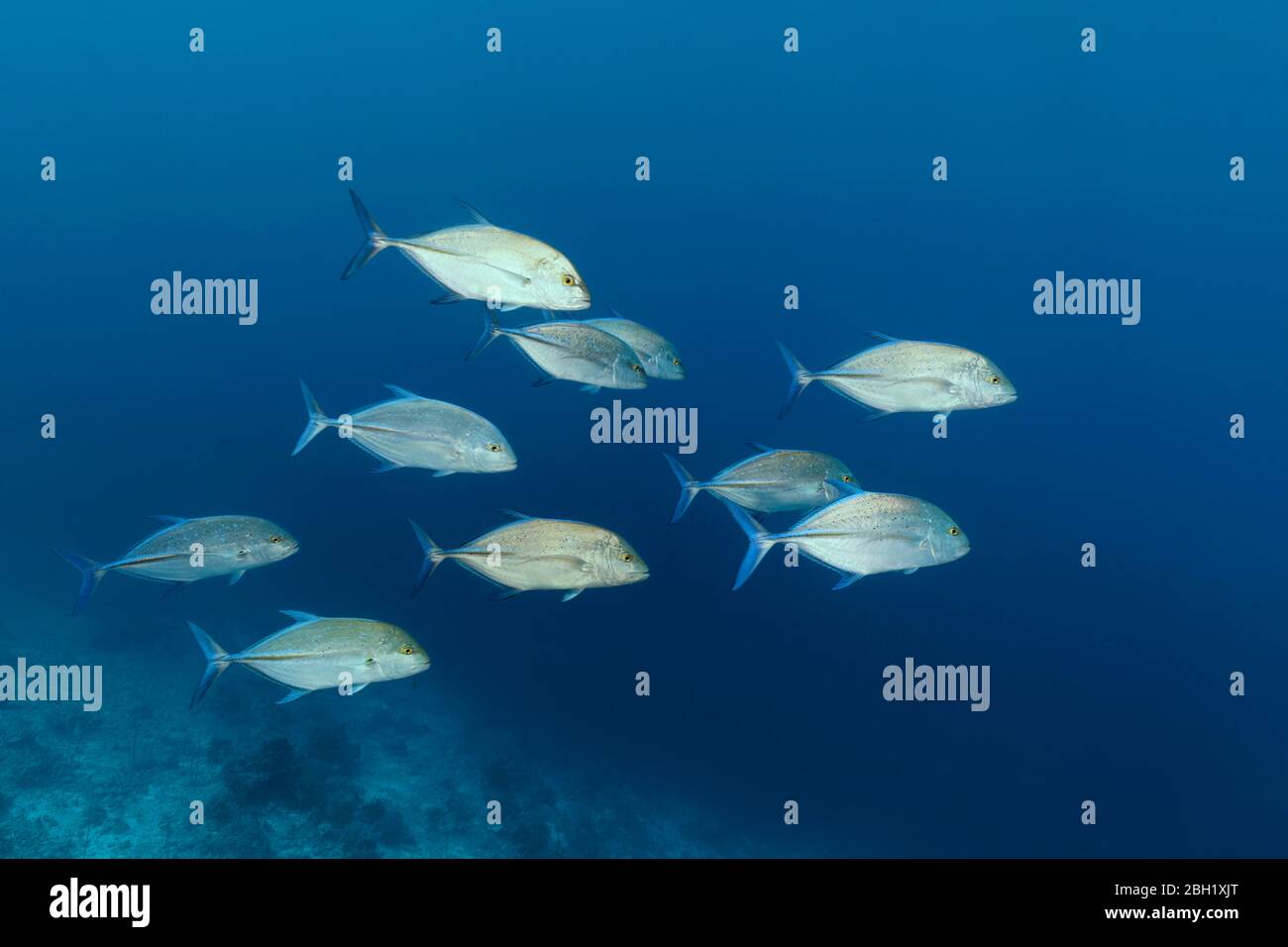 Swarm bluefin trevally (Caranx melampygus), swimming in blue water ...