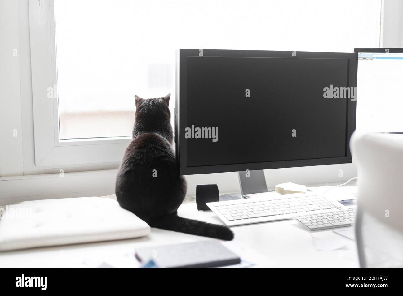Back view of black cat sitting on desk at home looking out of window ...