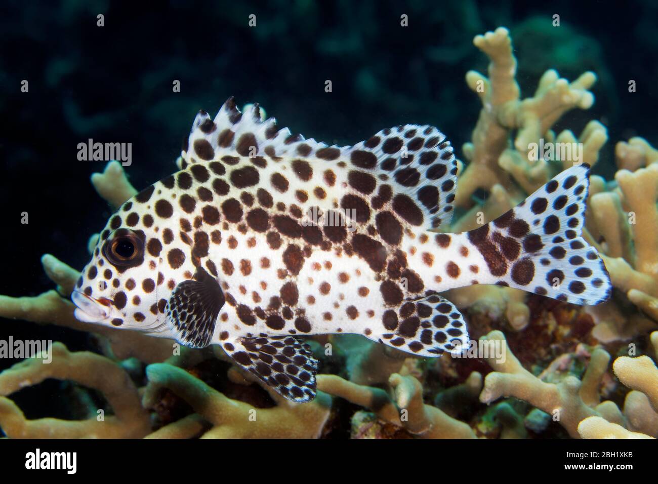 Harlequin sweetlip (Plectorhinchus chaetodonoides), youth form, Pacific ...