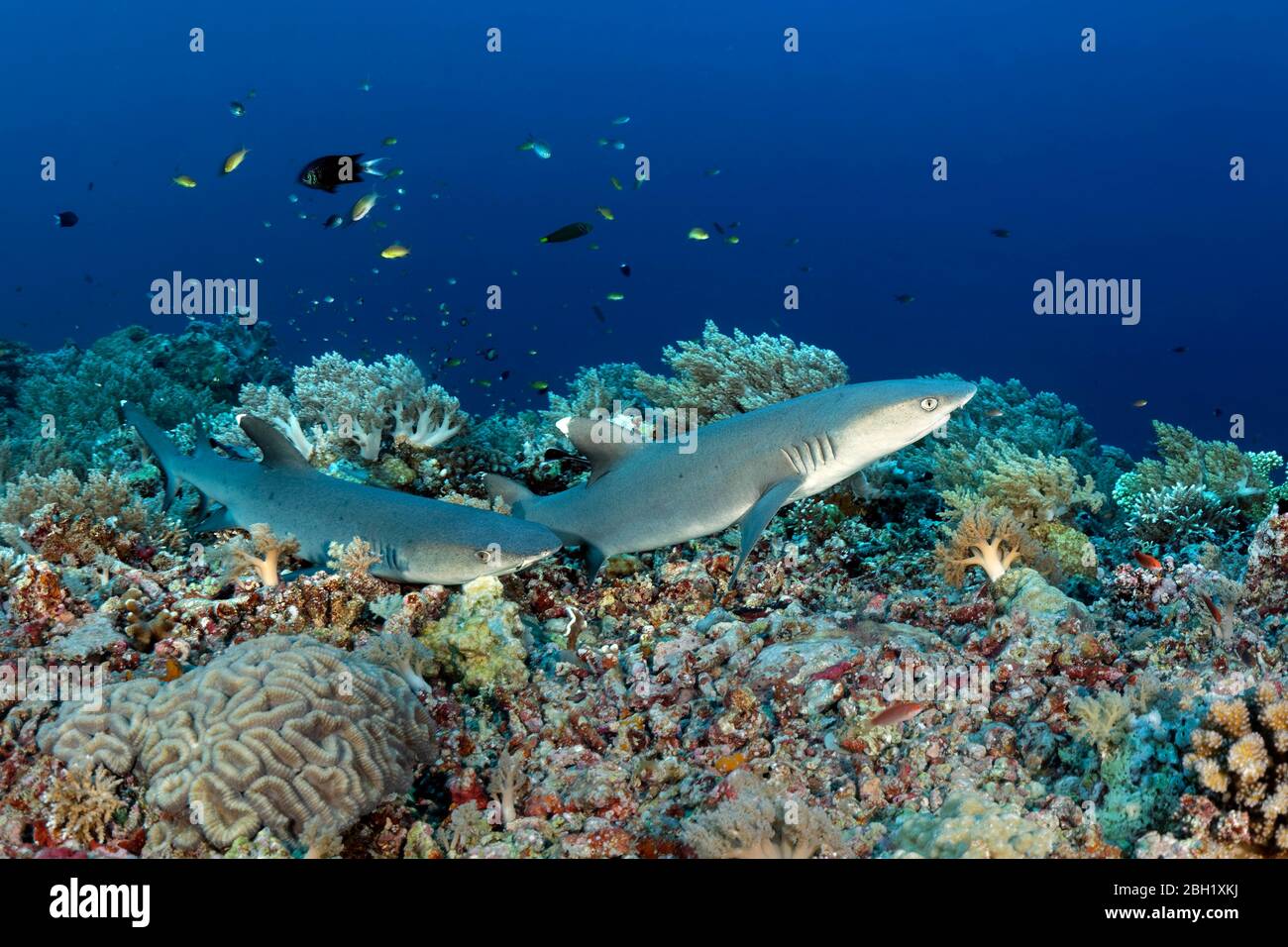 Two dead sharks hi-res stock photography and images - Alamy