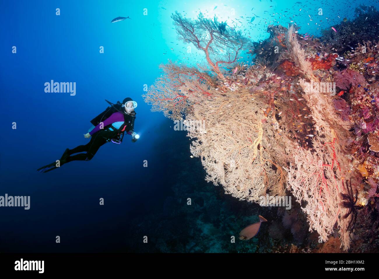 Diver viewing large Melithaea Gorgonian (Melithaea sp.), Backlight ...