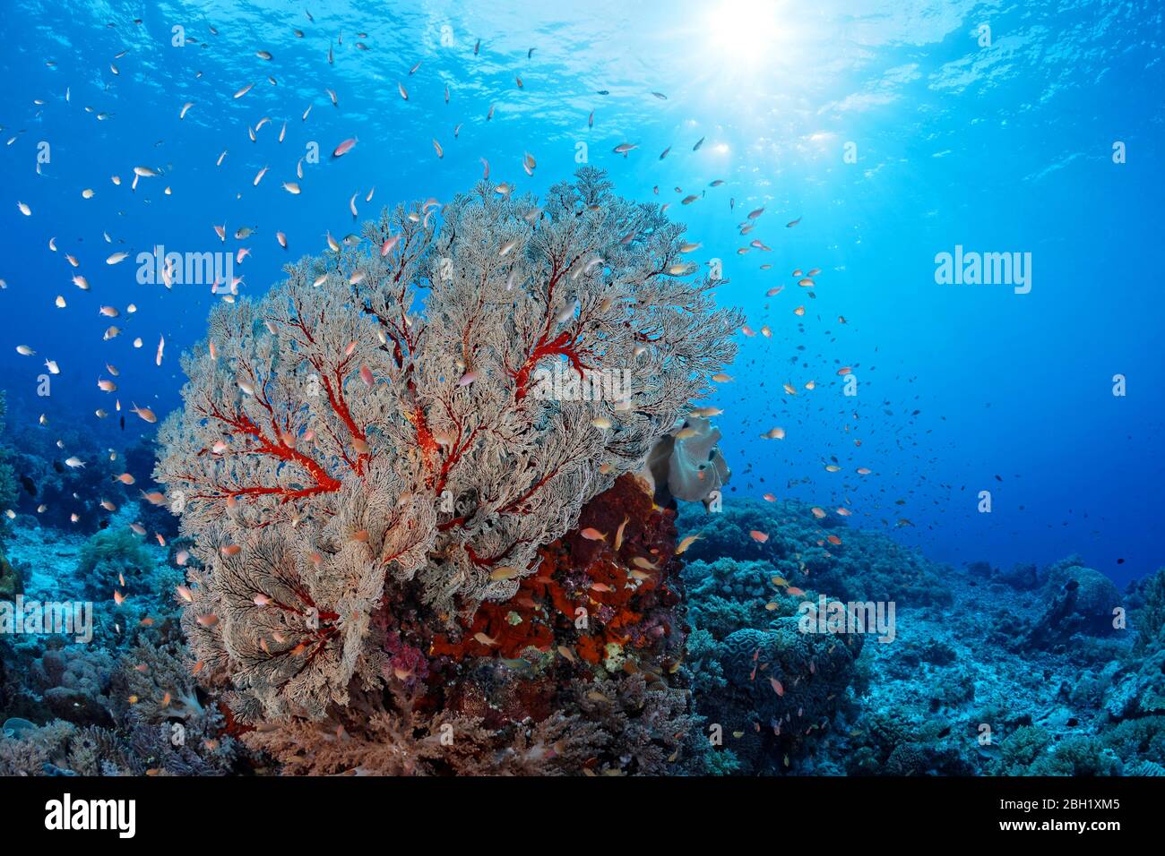Coral block with large Melithaea gorgonians (Melithaea sp.), sunlight ...